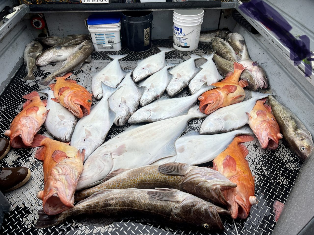 Alaska Halibut Time | Homer Alaska Halibut, Salmon Fishing and Ling Cod ...